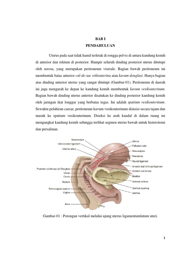 Uterus Kontraktil | PDF