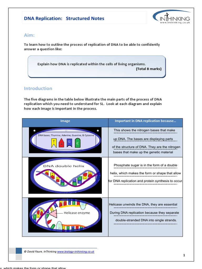 DNA Replication Worksheet | PDF | Dna Replication | Dna