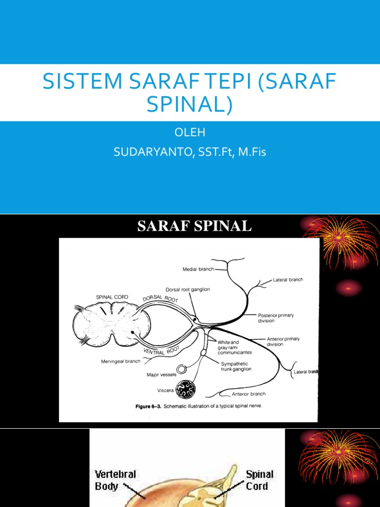 Struktur dan Fungsi Saraf Tepi | PDF | Kajian Bahasa Asing | Sains ...