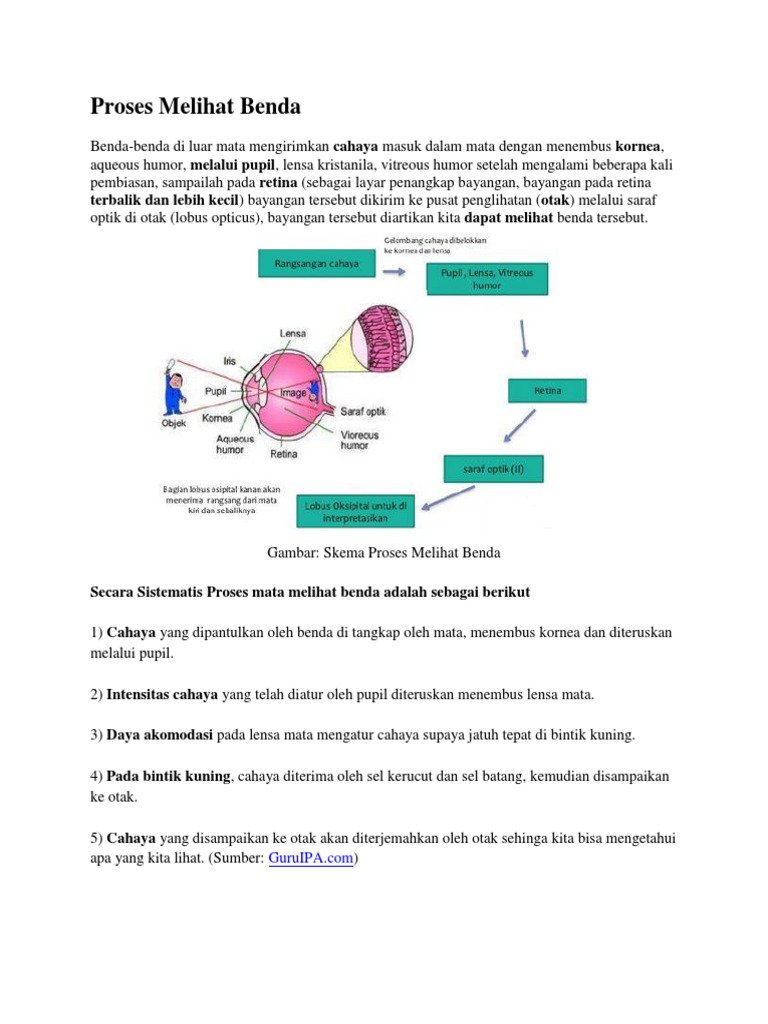 THE PROCESS OF SEEING OBJECTS | PDF