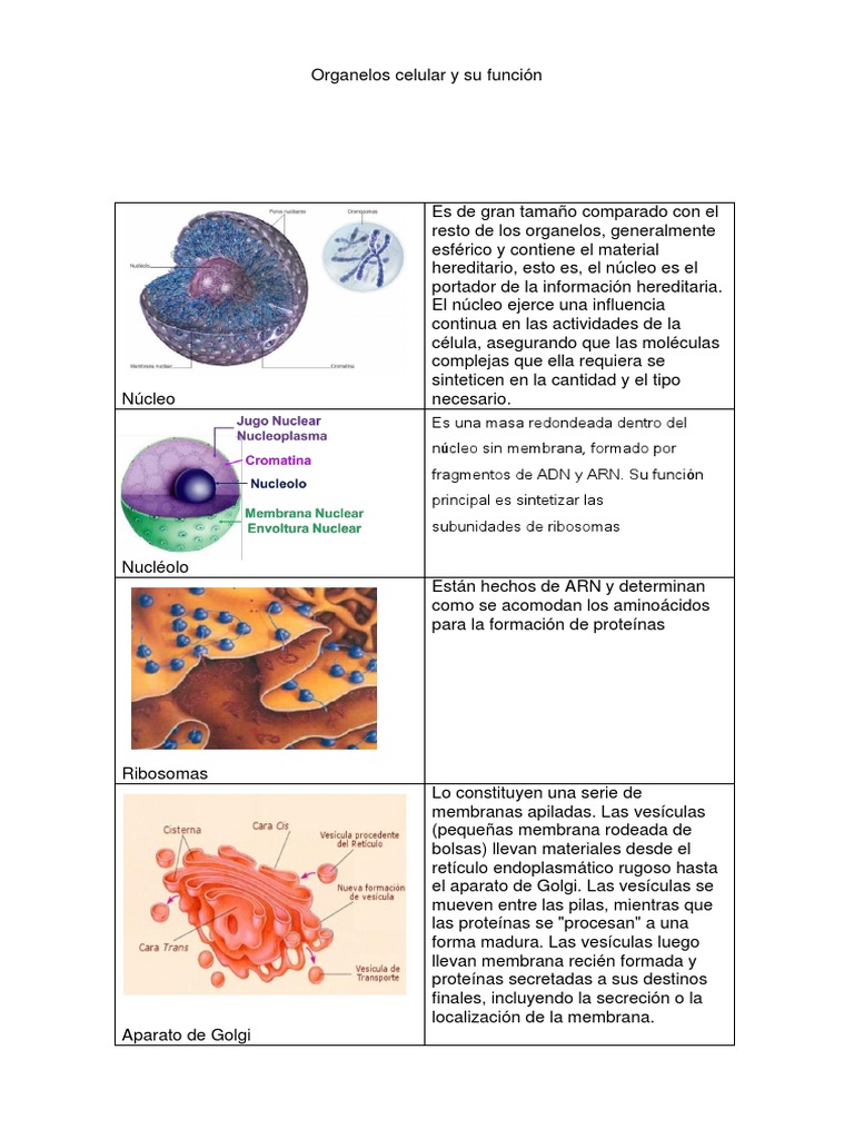 Organelos Celulares y Su Funcion | PDF | Citoplasma | Ribosoma