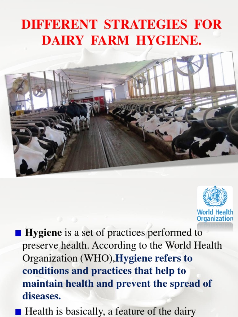 Dairy Farm Hygiene Strategies | PDF | Hygiene | Dairy Cattle