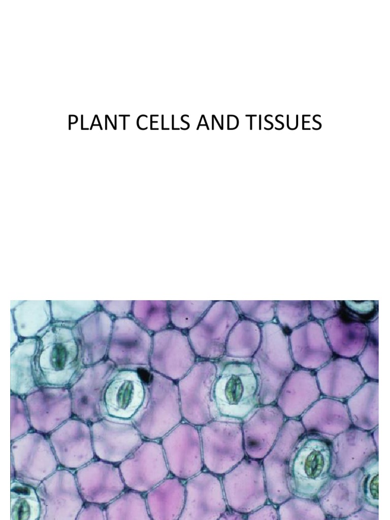 Plant Cells and Tissues | PDF | Home & Garden