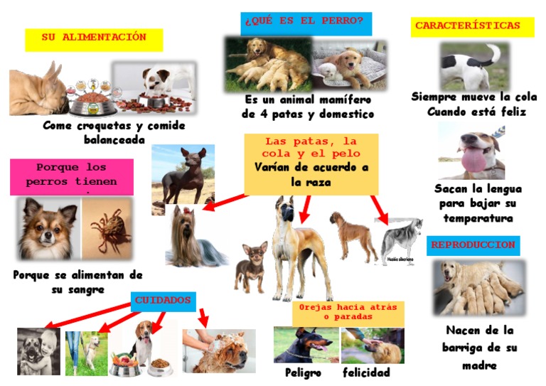 Infografia de Perro | PDF