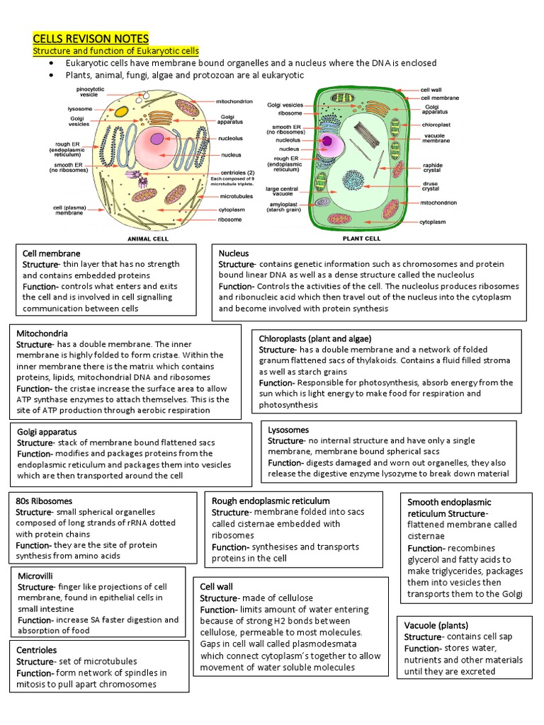 A Level Cells Revison Notes | PDF | Cell (Biology) | Bacteria