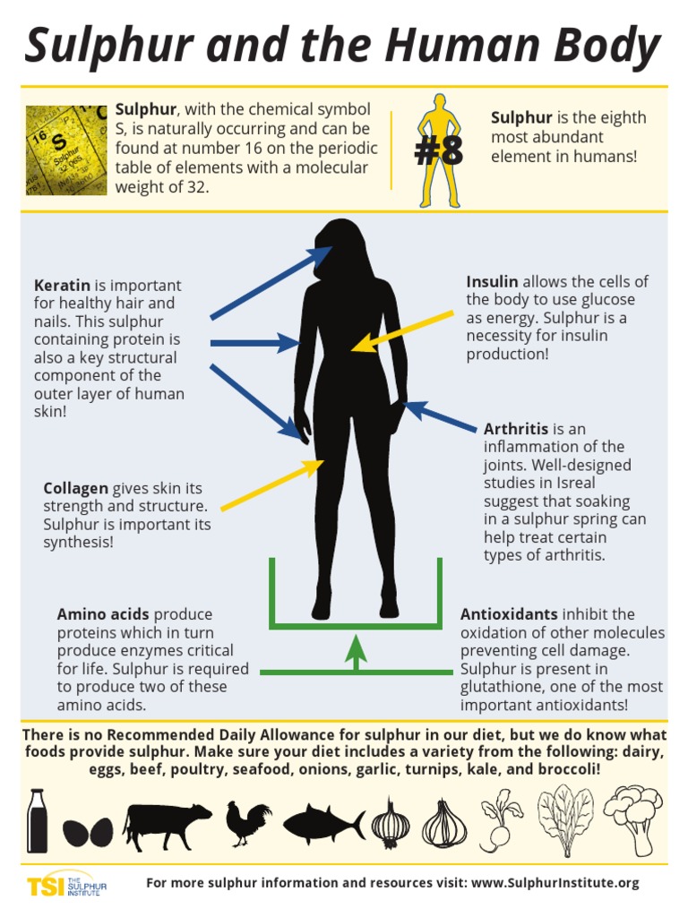 Sulphur and The Human Body | PDF | Sulfur | Proteins