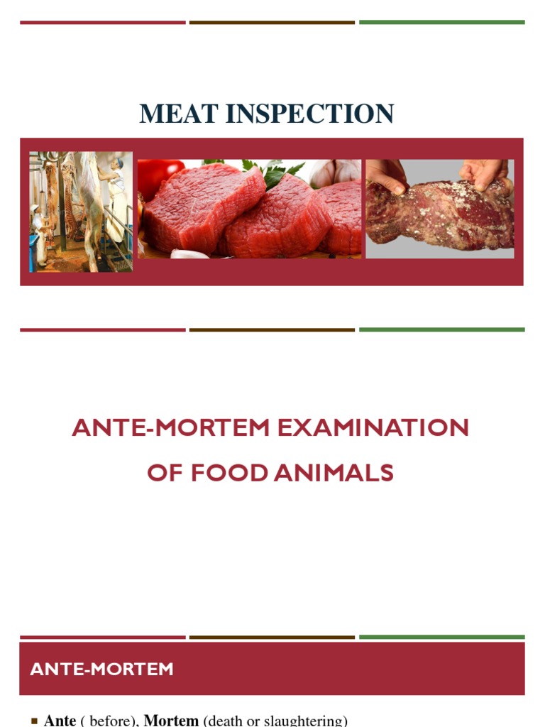 2-Antemortem | PDF | Animal Slaughter | Foods