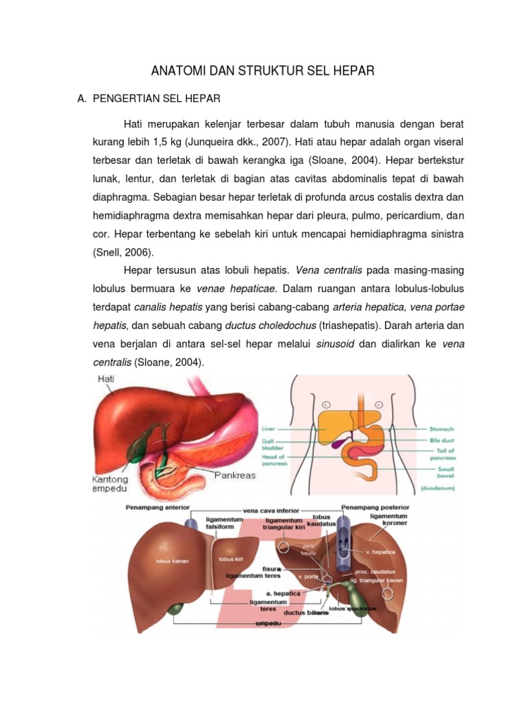 Anatomi Dan Struktur Sel Hepar | PDF