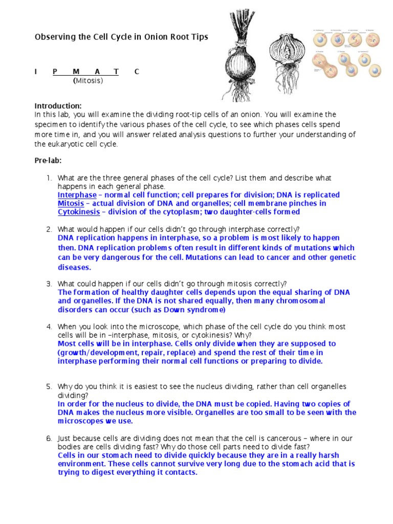 Cell Cycle in Onion Roots Lab Key | Download Free PDF | Cell Cycle ...