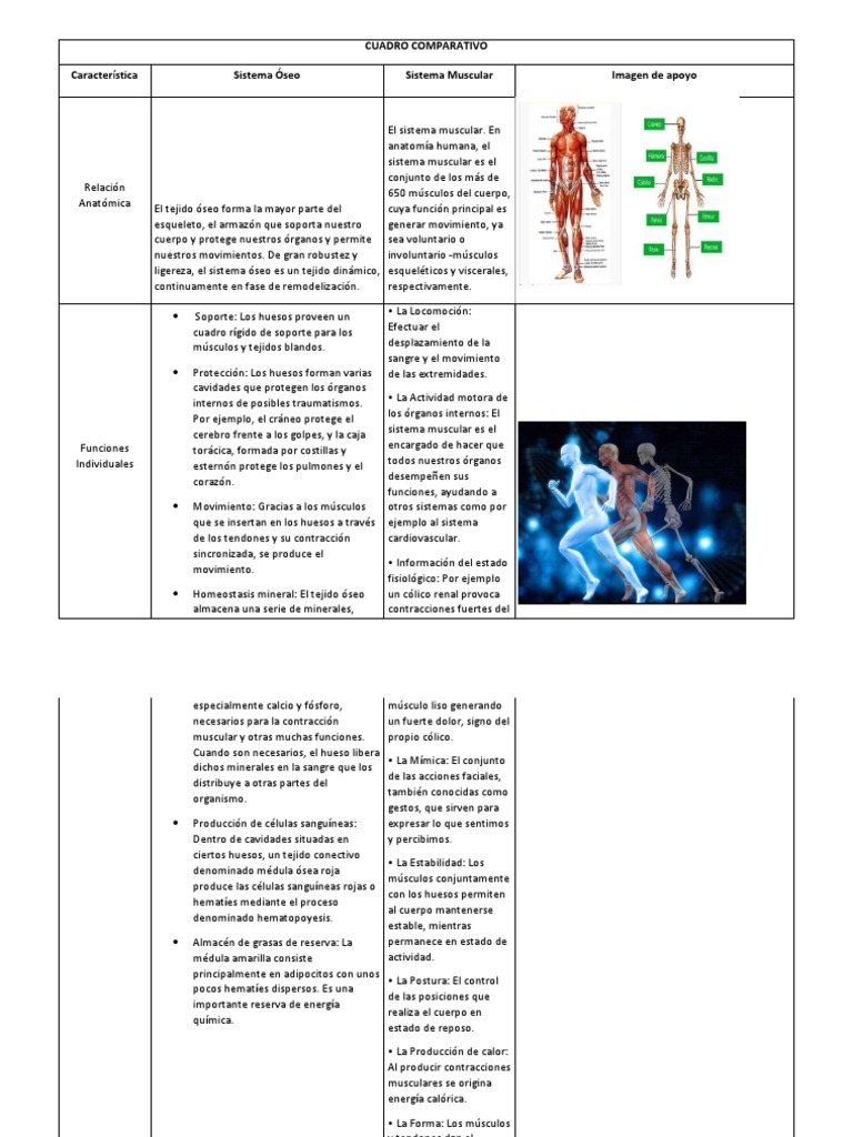 Cuadro Comparativo Sistema Muscular y Sistema Oseo | Músculo | Hueso