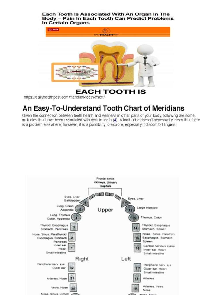 Tooth Chart of Meridians | Download Free PDF | Dentistry | Tooth