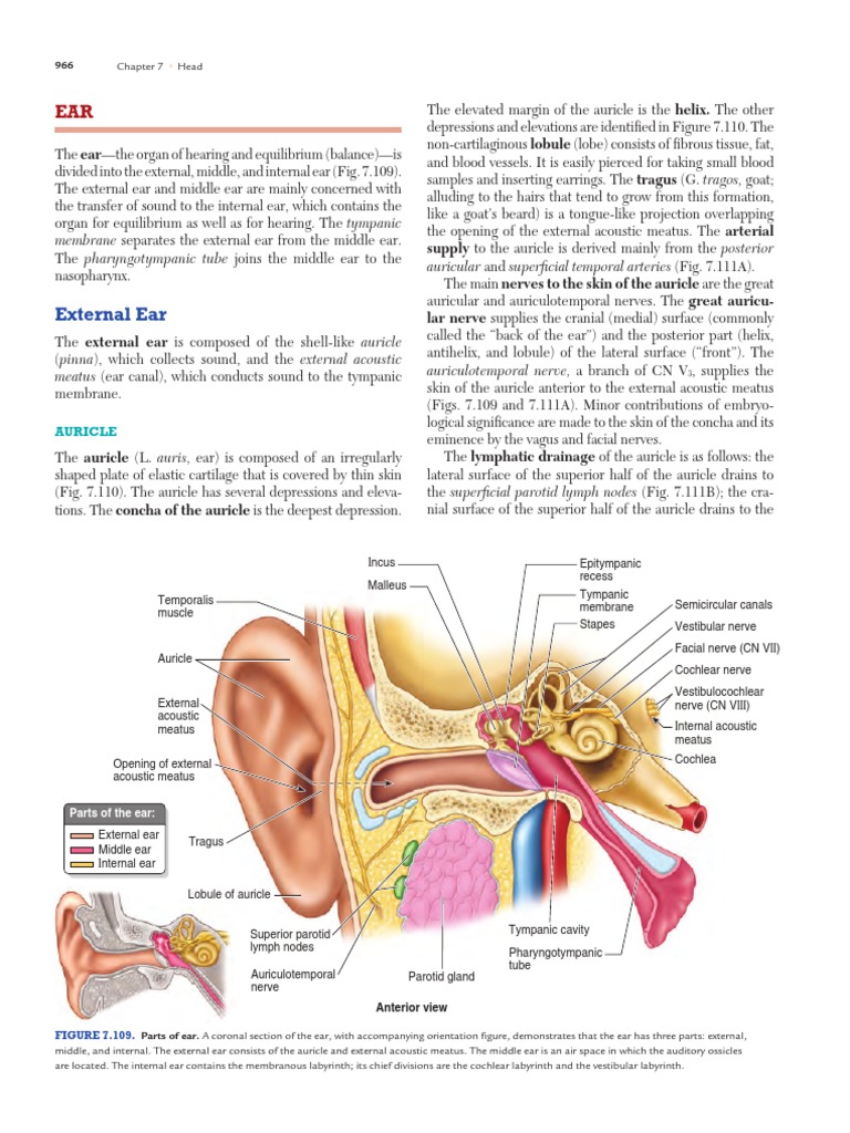 Anatomi Telinga | PDF | Ear | Auditory System