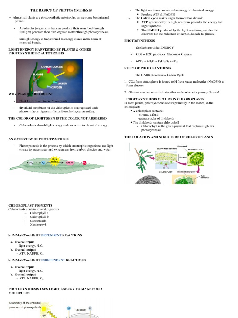 Biology Reviewer BASIC PHOTOSYNTHESIS | PDF | Photosynthesis | Chloroplast