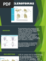 Funciones de Motoneuronas Alfa y Gamma | PDF | Neurona motora | Músculo