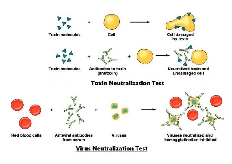 Neutralization Tests | PDF