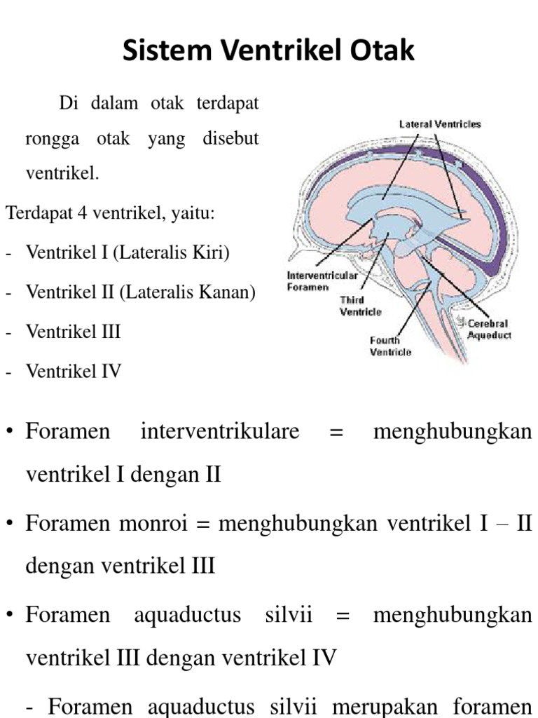 Sistem Ventrikel Otak | PDF