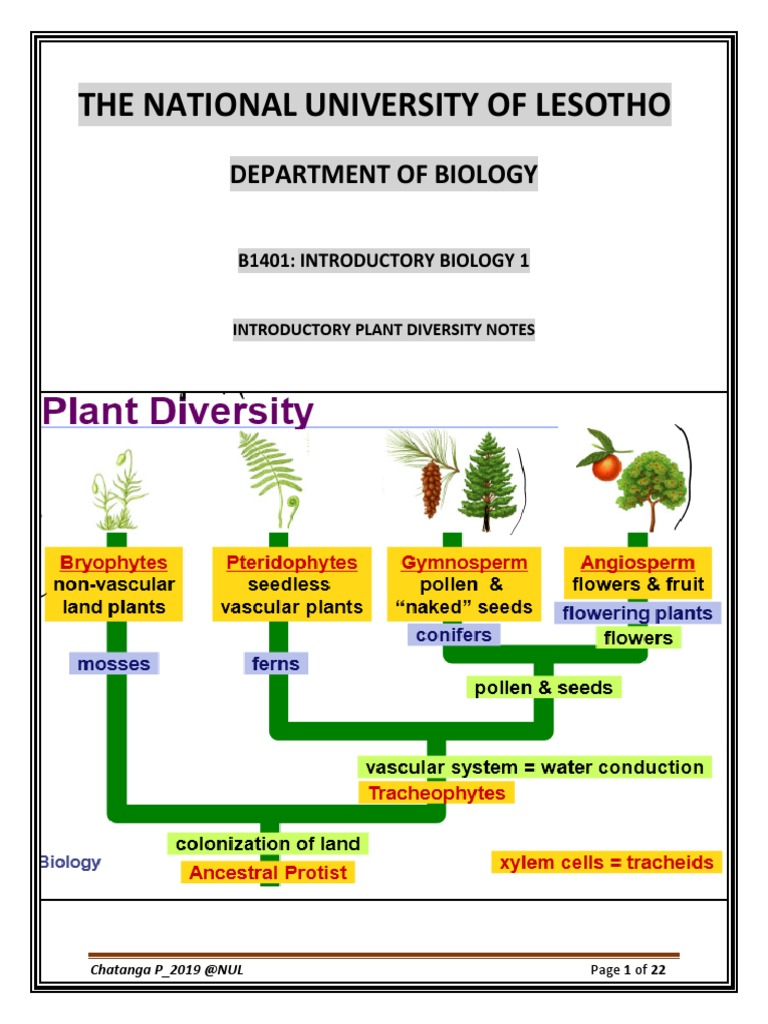Plant Diversity Lecture 8-Angiosperms | PDF | Fertilisation | Fruit