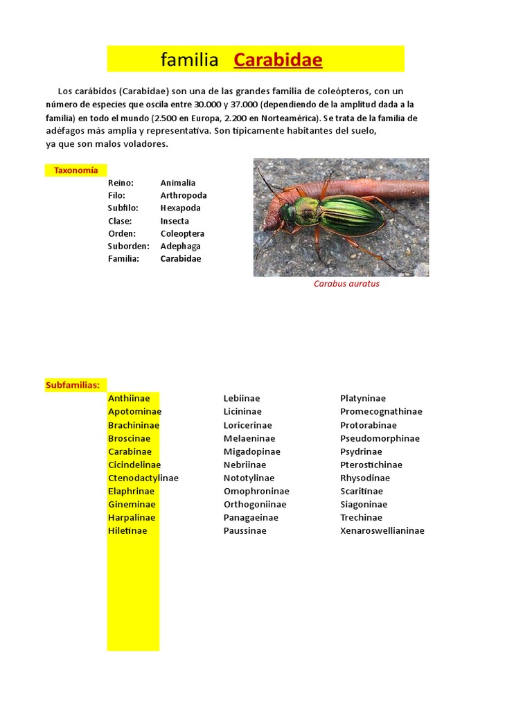 La diversidad de la subfamilia Broscinae dentro de la familia Carabidae ...