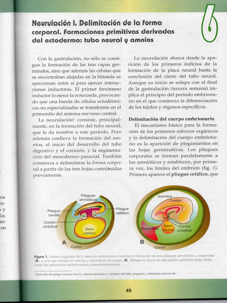 Embriologia Neurulacion | PDF