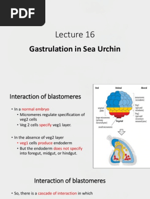 Gastrulation Sea Urchin