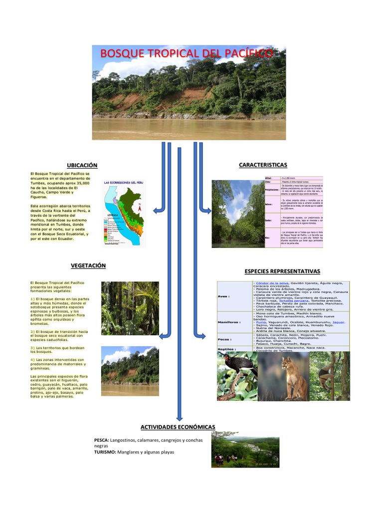 Infografía PDF | PDF | Los bosques | Biogeografia