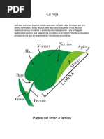 Estructura y Tipos de Limbo en Hojas | PDF | Hoja | Botánica
