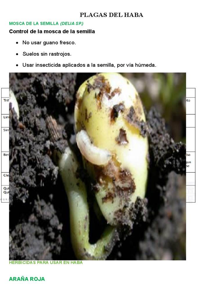 Plagas Del Haba | PDF | Insectos | Organismos