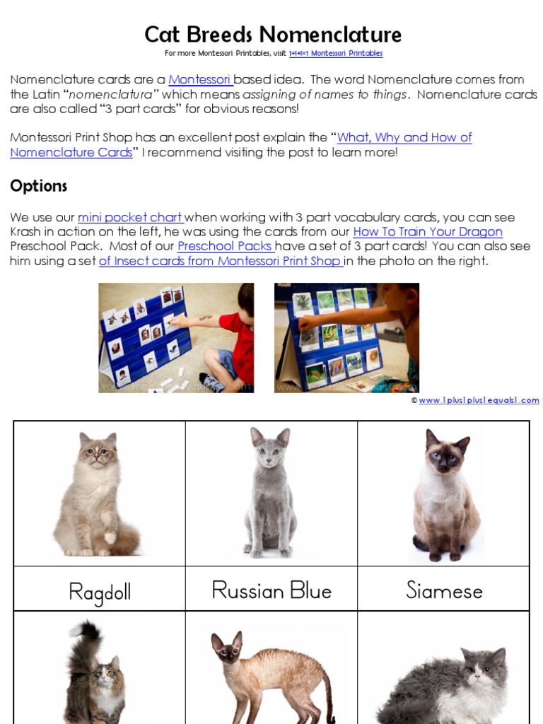 Montessori Nomenclature Cat Breeds PDF | PDF