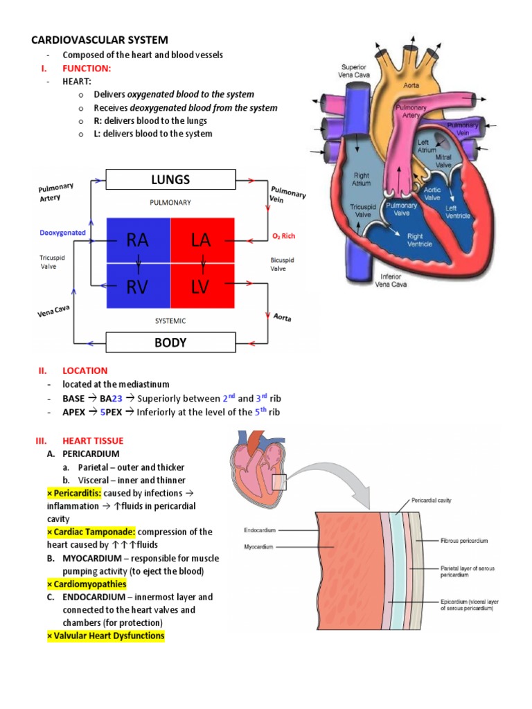 Cardiovascular System | PDF | Heart | Electrocardiography