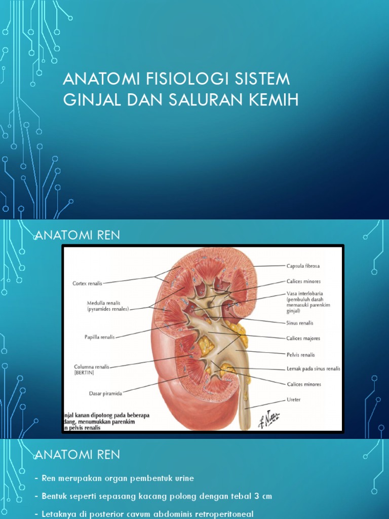 Anatomi Fisiologi Sistem Ginjal Dan Saluran Kemih Mat | PDF