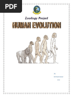 Human Evolution Chart | PDF | Homo | Human Evolution