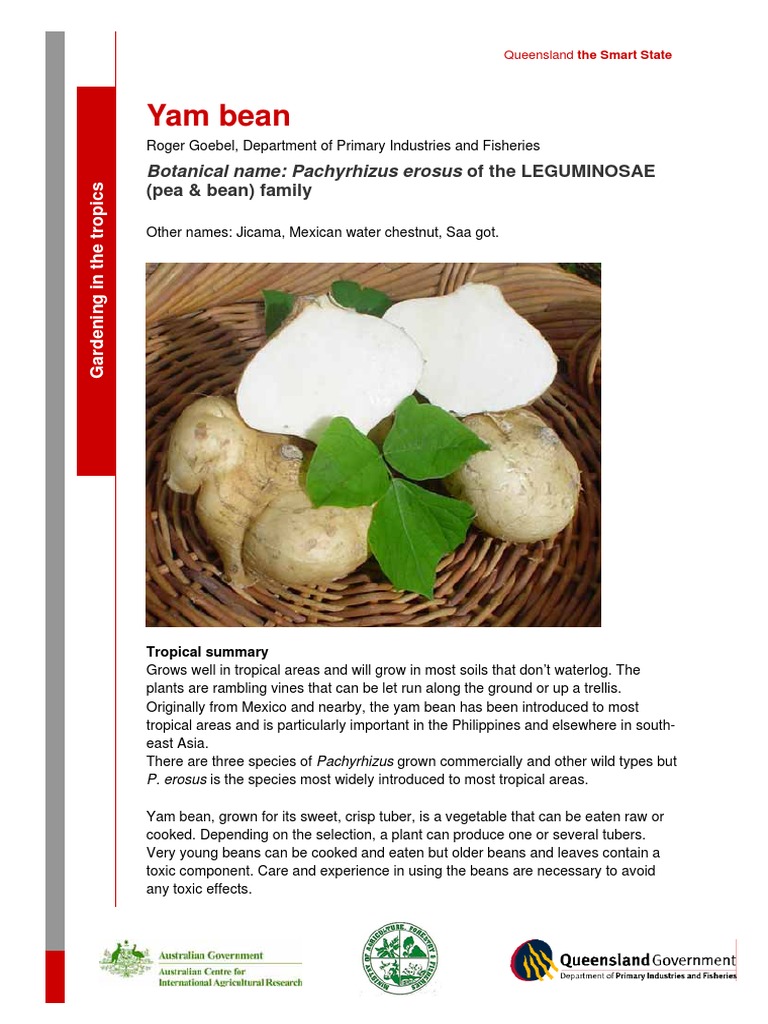 Yam Bean | PDF | Bean | Seed