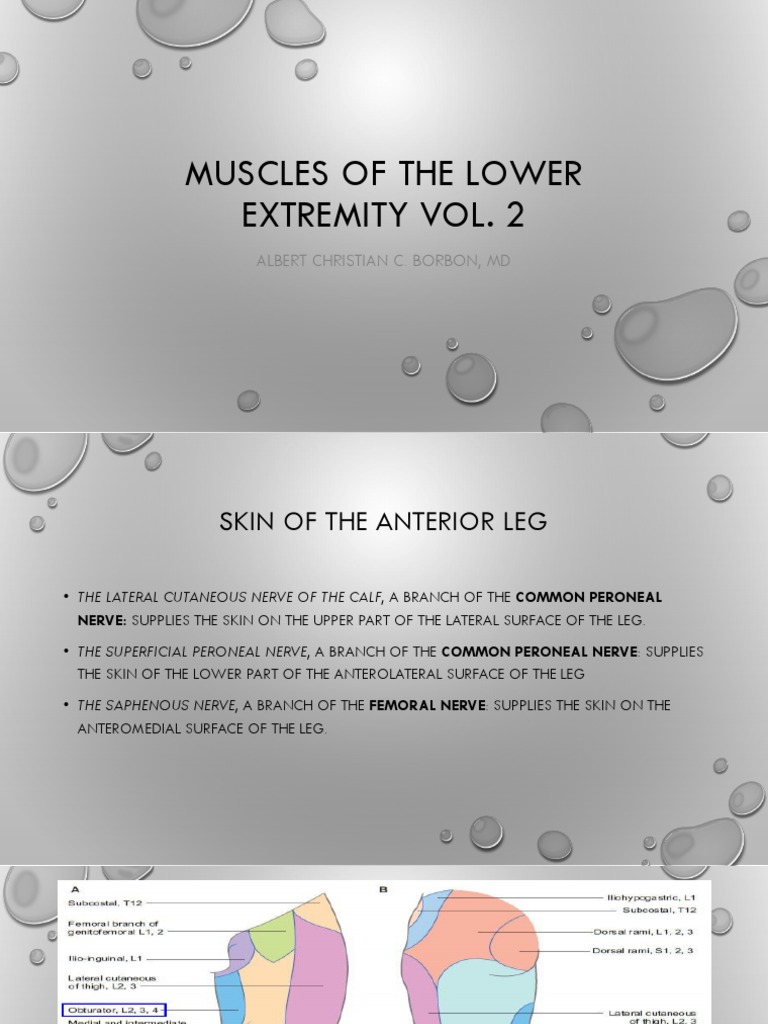 Lower Extremity Muscles and Nerves Guide | PDF | Foot | Human Leg