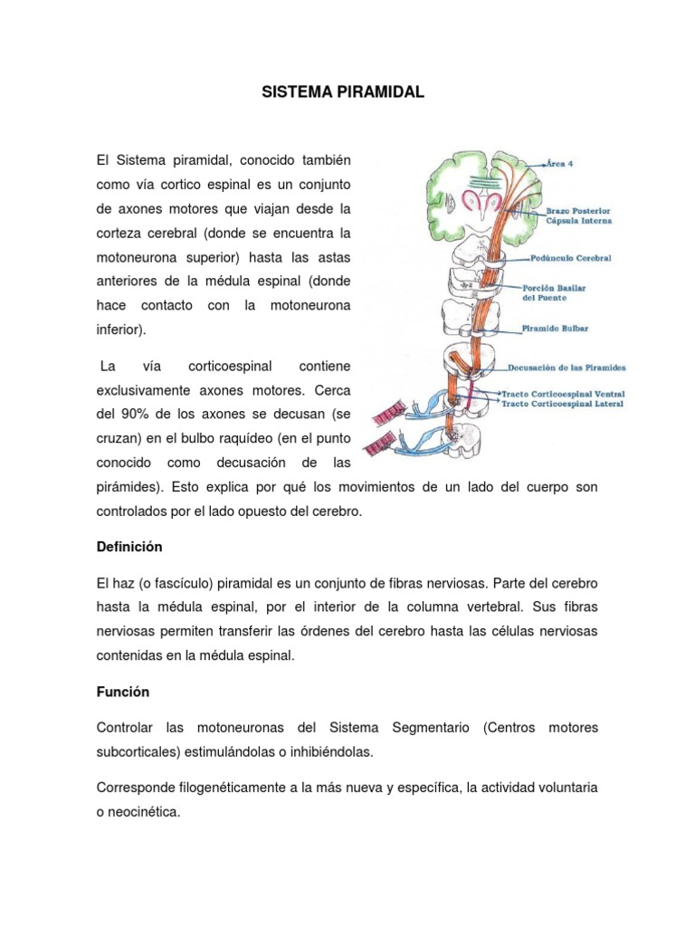Sistema Piramidal | PDF | Sistema nervioso | Neurociencia