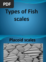 Fish Mouth Types | PDF