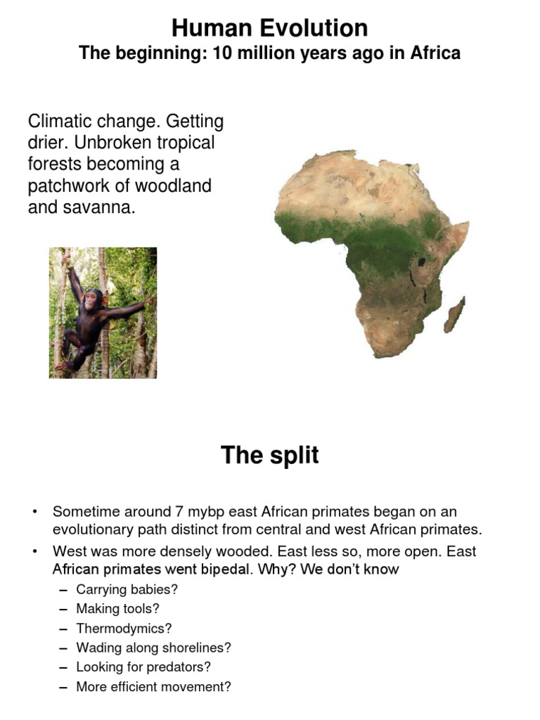 Human Evolution | PDF | Homo | Lucy (Australopithecus)