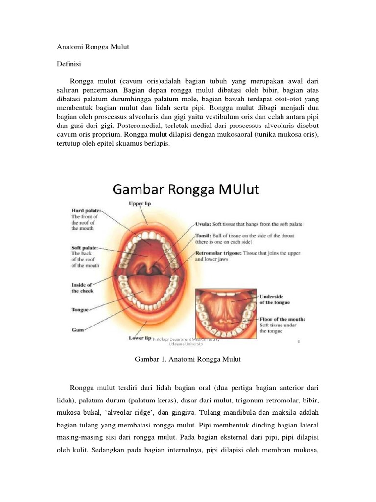 Anatomi Rongga Mulut | PDF
