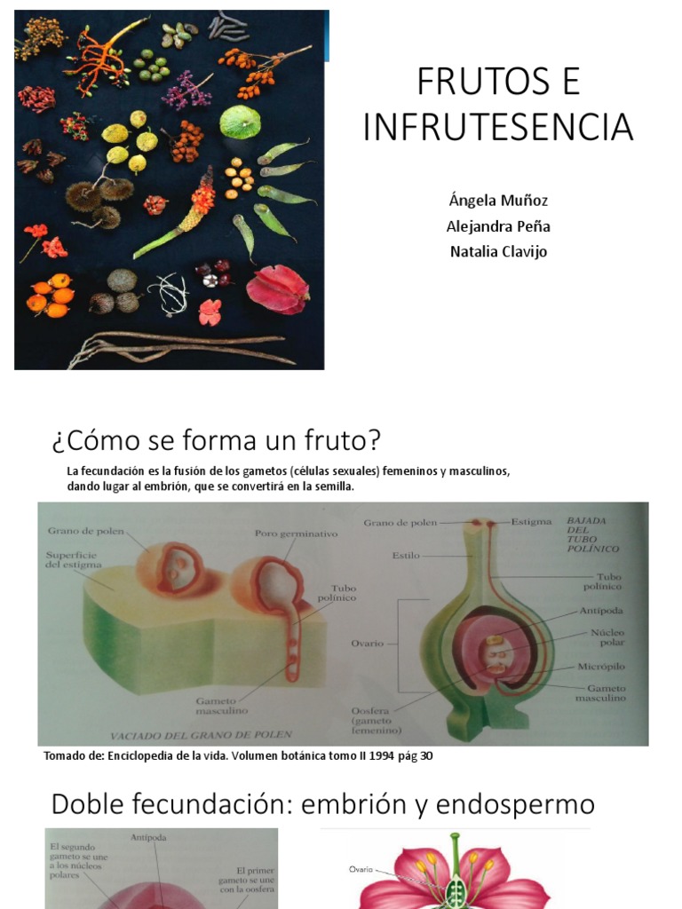 Formación y tipos de frutos en botánica | PDF | Fruta | Ramas de la ...