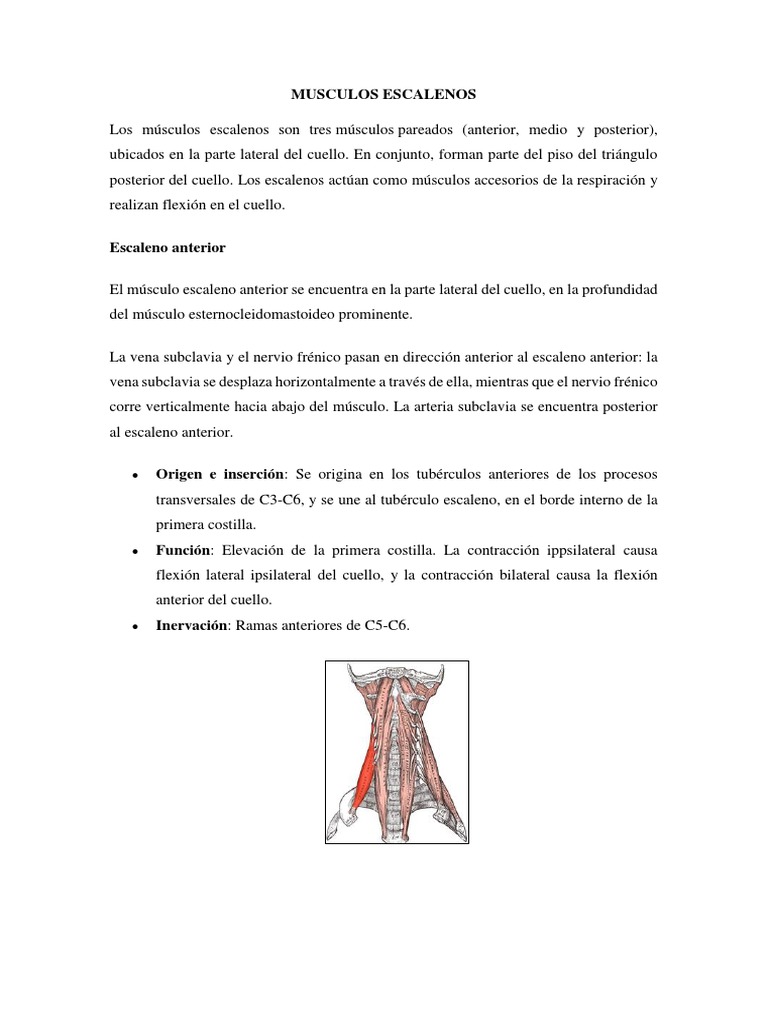 Musculo Cuello | PDF | Cabeza y cuello humanos | Anatomía humana