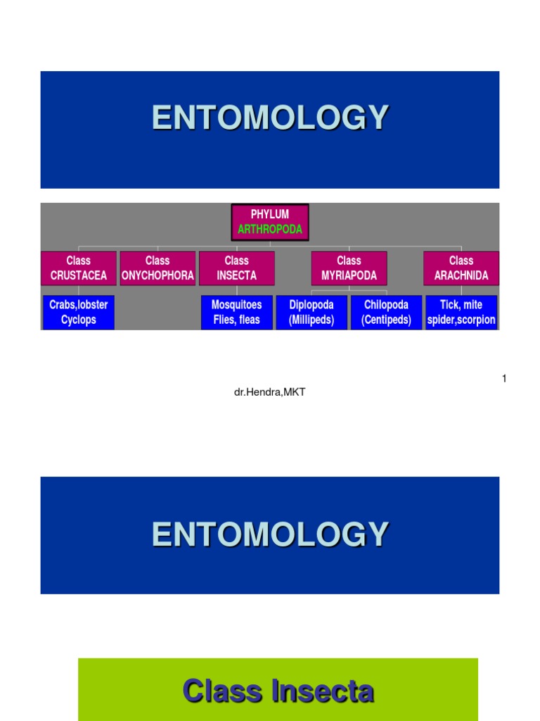 Anoplura, Siphonaptera, Hymenoptera, Diptera | PDF | Insects | Fly