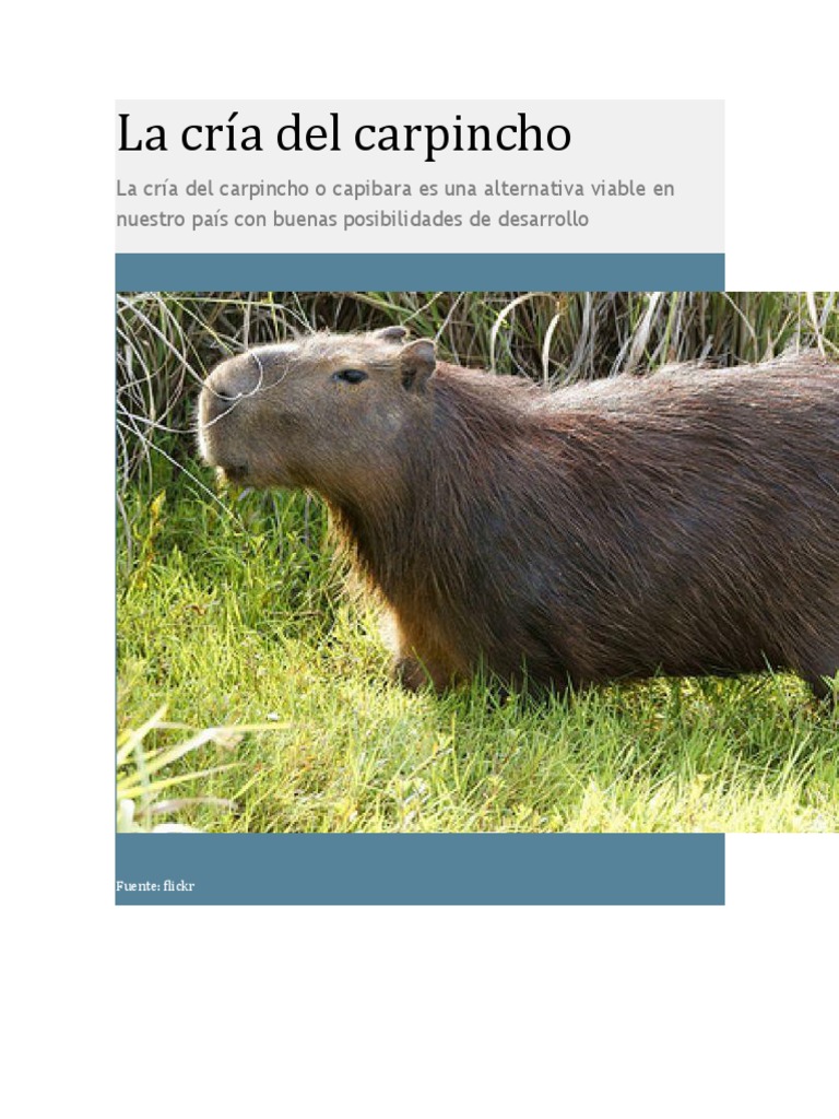 Cría de Carpinchos en Argentina: Potencial y Retos | PDF | Carne ...