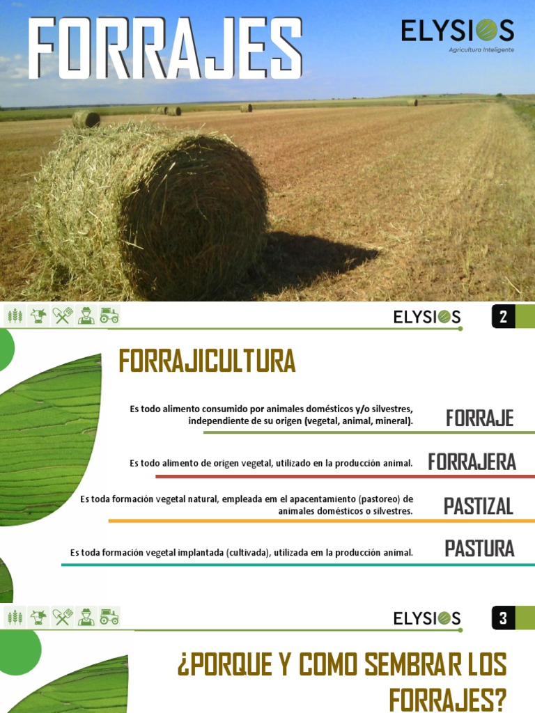 FORRAJES | PDF | Alimentos | Suelo