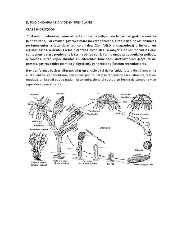 Clases de Cnidarios: Hidrozoos, Escifozoos y Antozoos | PDF ...