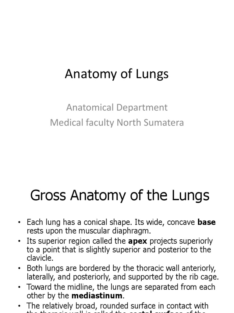 RTS1-K13-Anatomy of Lungs | PDF | Respiratory Tract | Lung