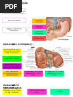 Ángulo de Louis | PDF | Tórax | Anatomía humana
