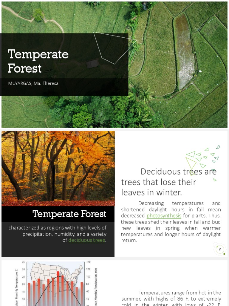 Temperate Forest | PDF | Temperate Climate | Precipitation