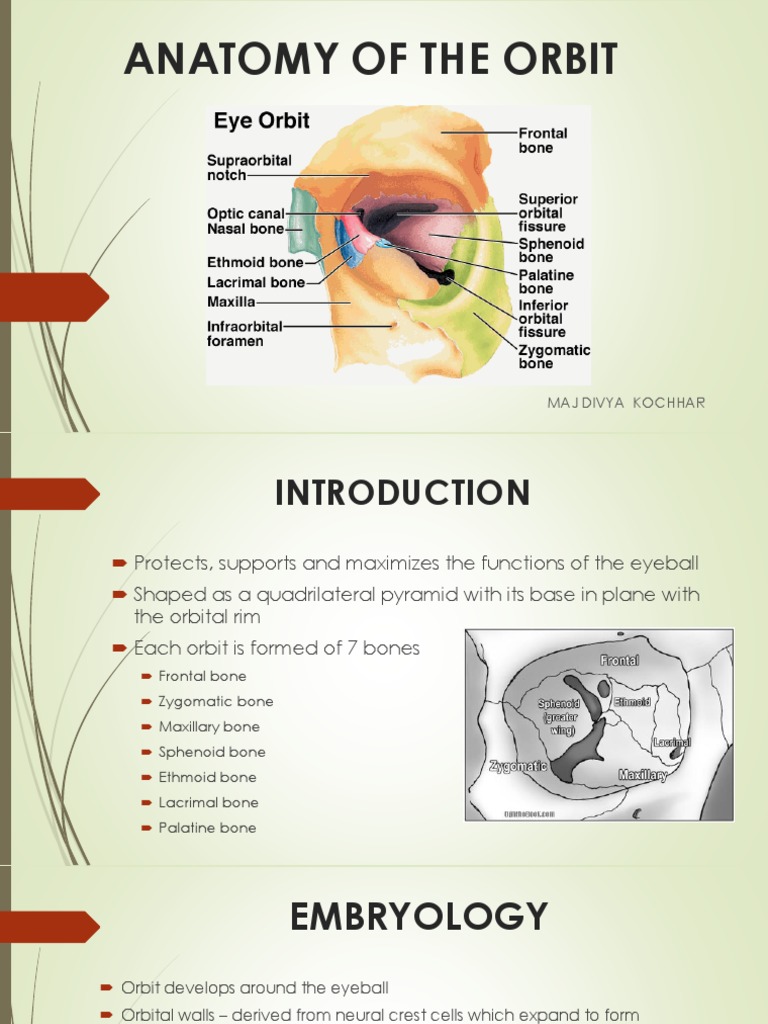 Anatomy of The Orbit | PDF | Skeletal System | Primate Anatomy