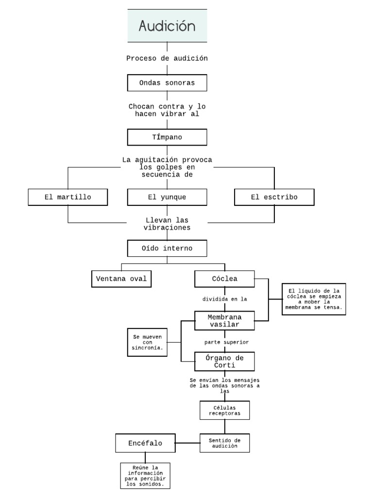 Esquema Del Proceso de Audición | PDF