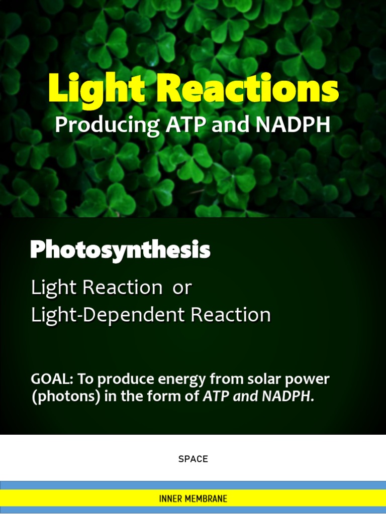 The Key Processes of the Light Reactions of Photosynthesis | PDF ...