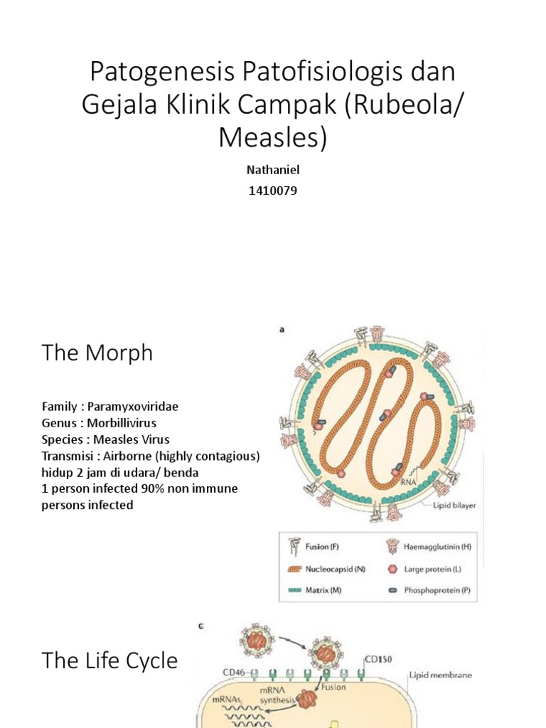 Patogenesis Patofisiologis Dan Gejala Klinik Campak (Rubeola | PDF